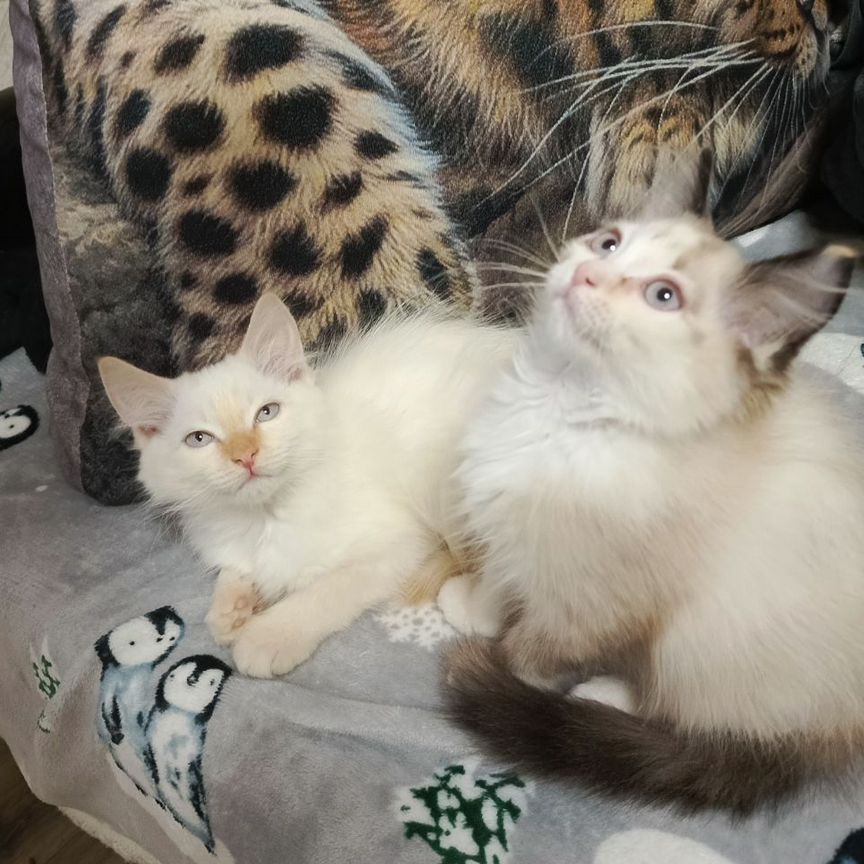 Невский маскарадный котёнок