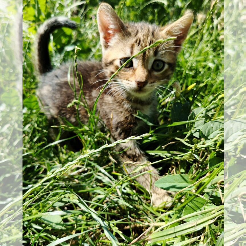 Котенок