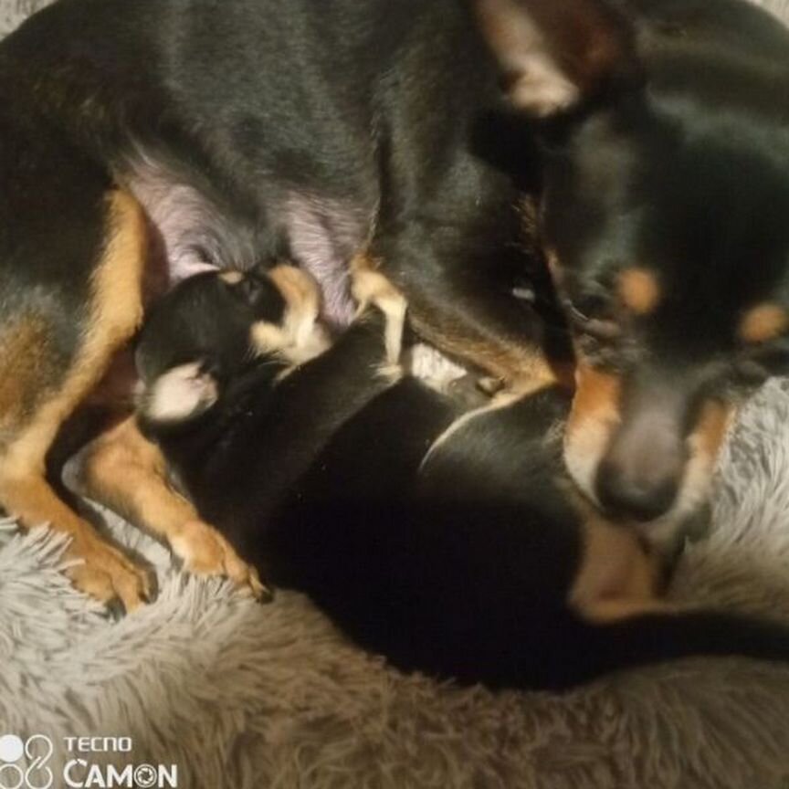 Русский той-терьер, щенок