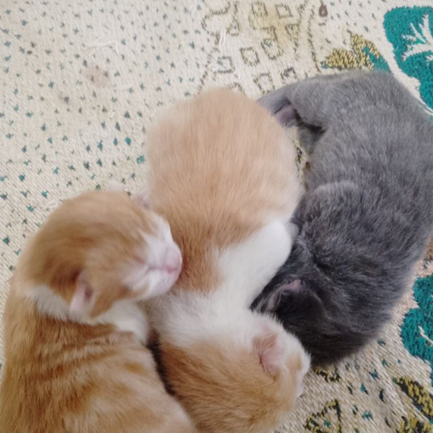Котята: один дымчатый и двое рыжих. Бесплатно