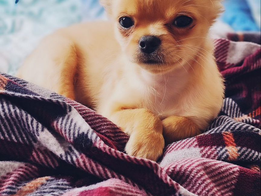 Щенок чихуахуа 3,5 месяца