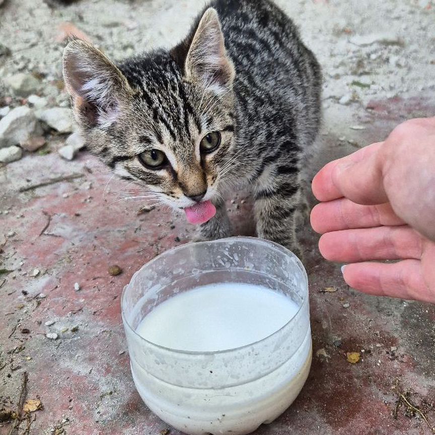 Котенок