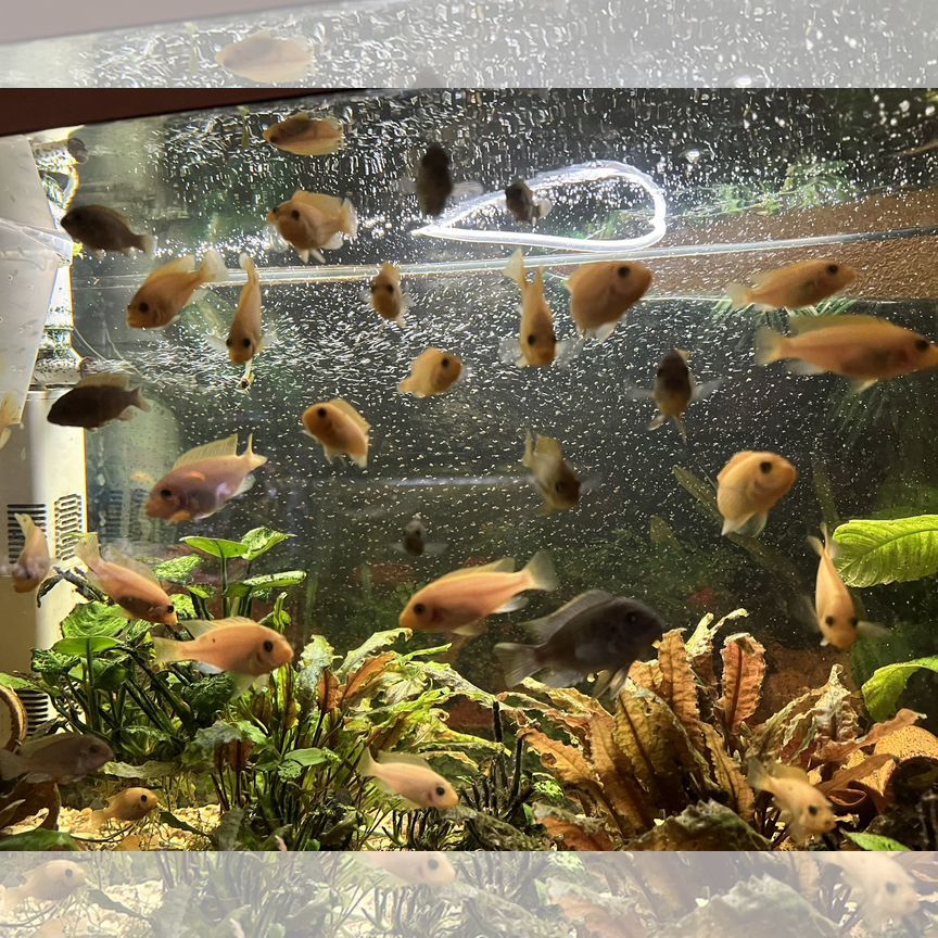 Африканские цихлиды