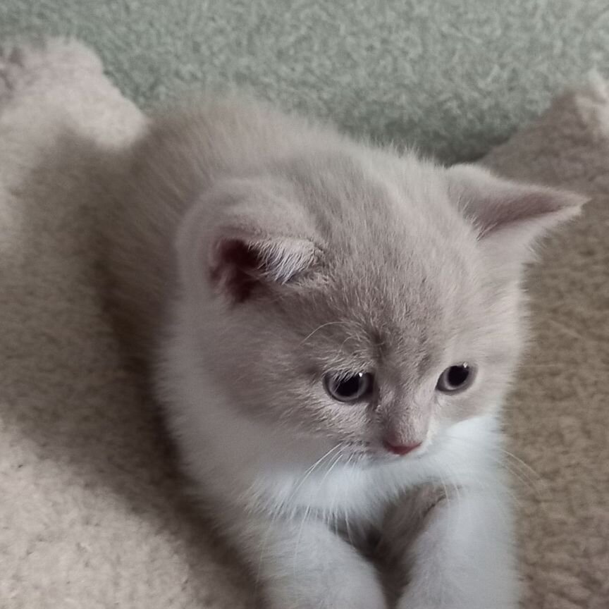 Британские котята в любимцы