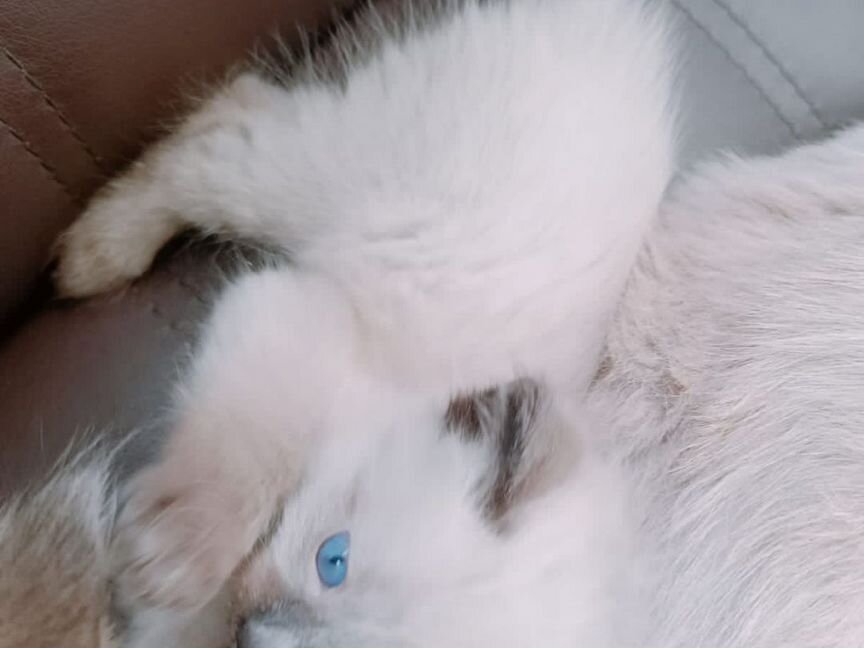 Сиамская кошечка