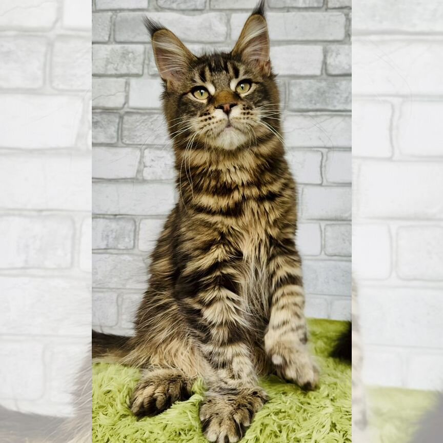 Мейн-кун котёнок