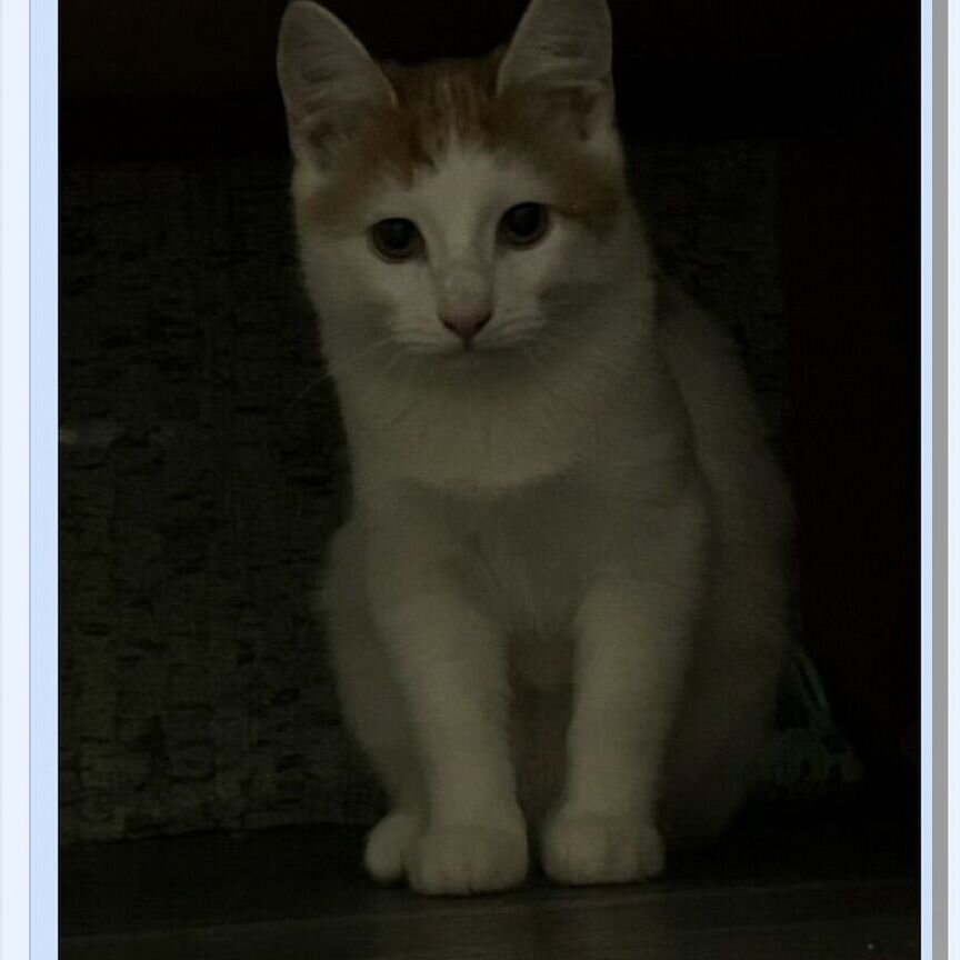 Котёнок в добрые руки