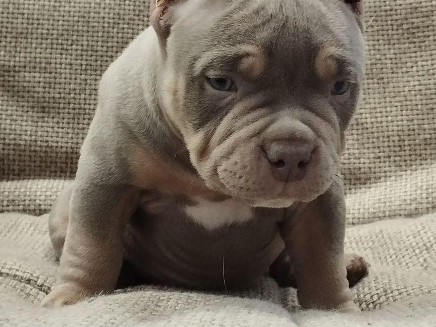 American bully
