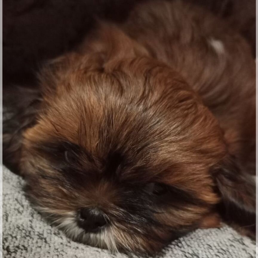 Ши-тцу, щенок