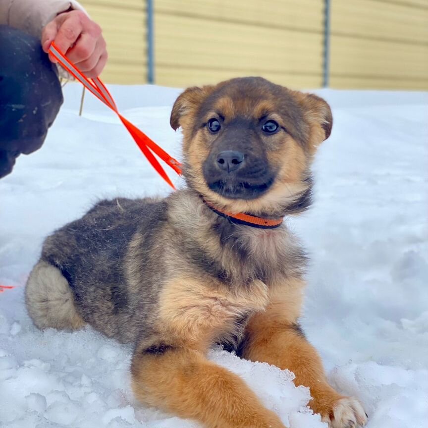 Щенок ищет семью