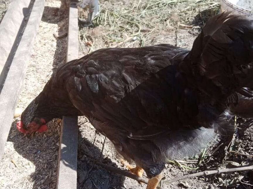 Молодые петушки, индоутята, индоутаки на племя