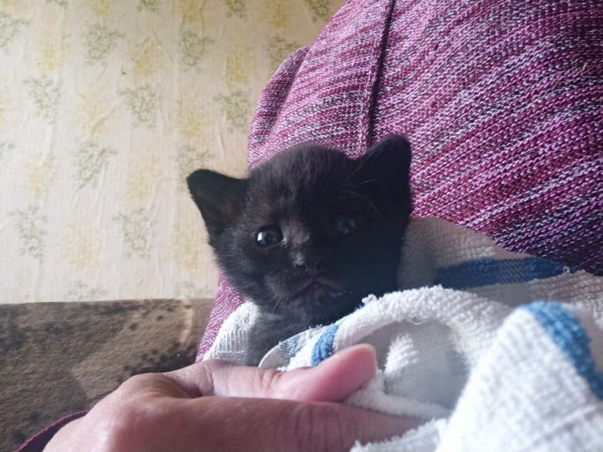 Кошка в дар