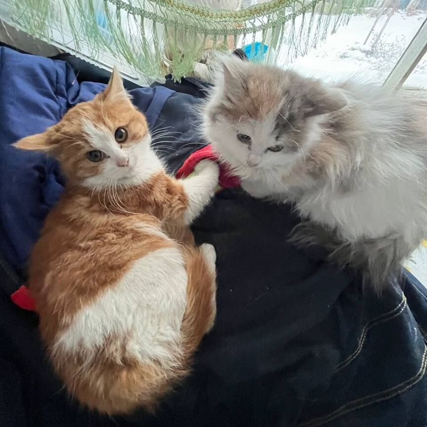 Котята (рыжий и трехшерстный)