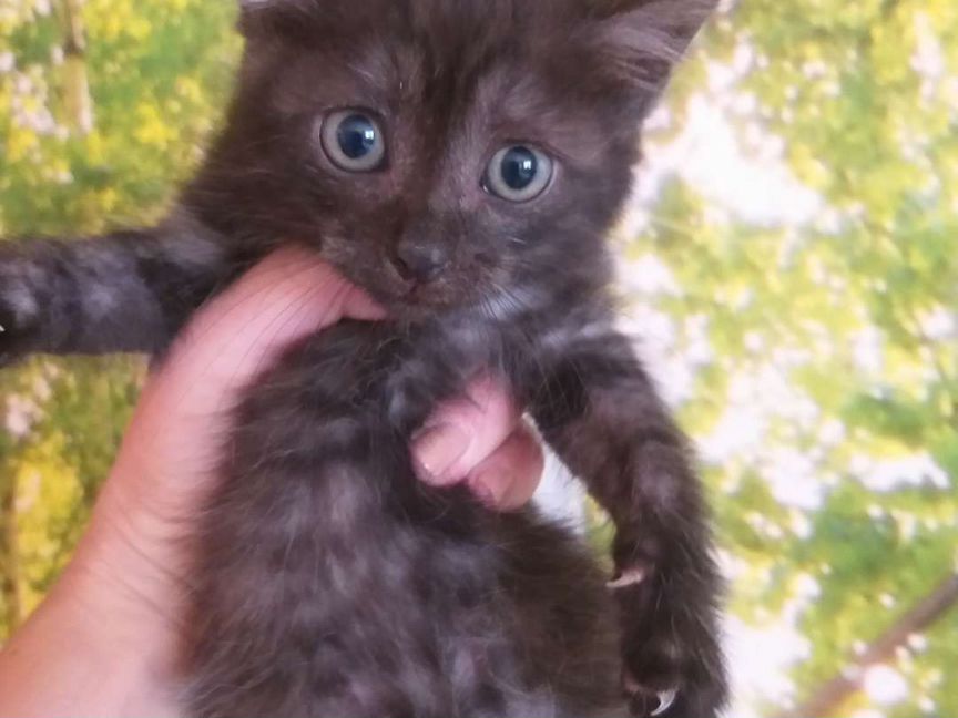 Черный котенок бесплатно