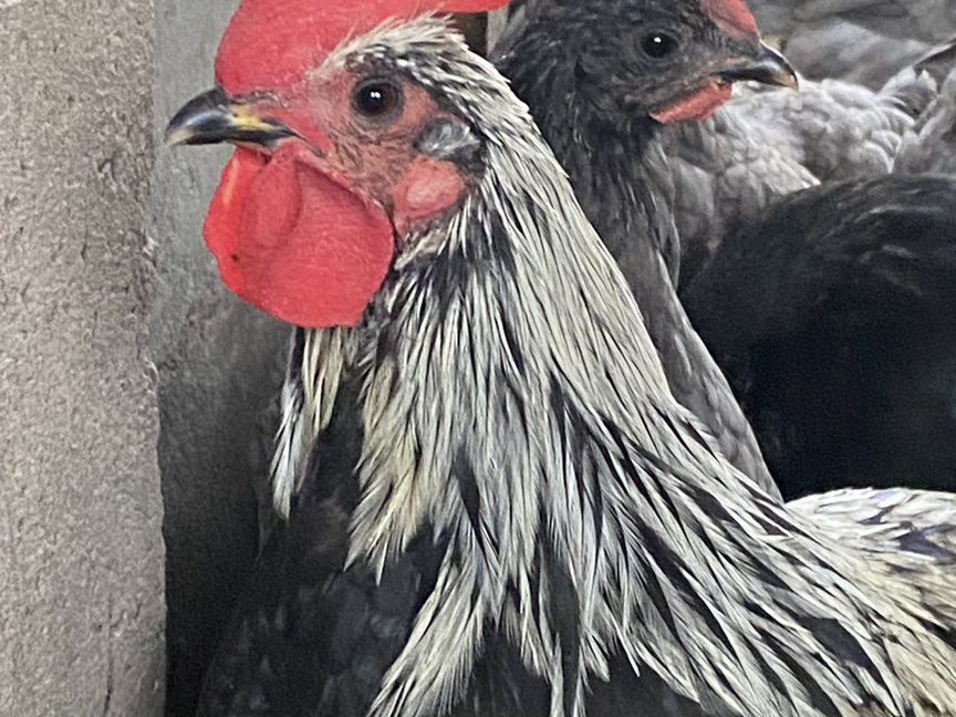 Инкубационное яйцо Сильверуд Блу