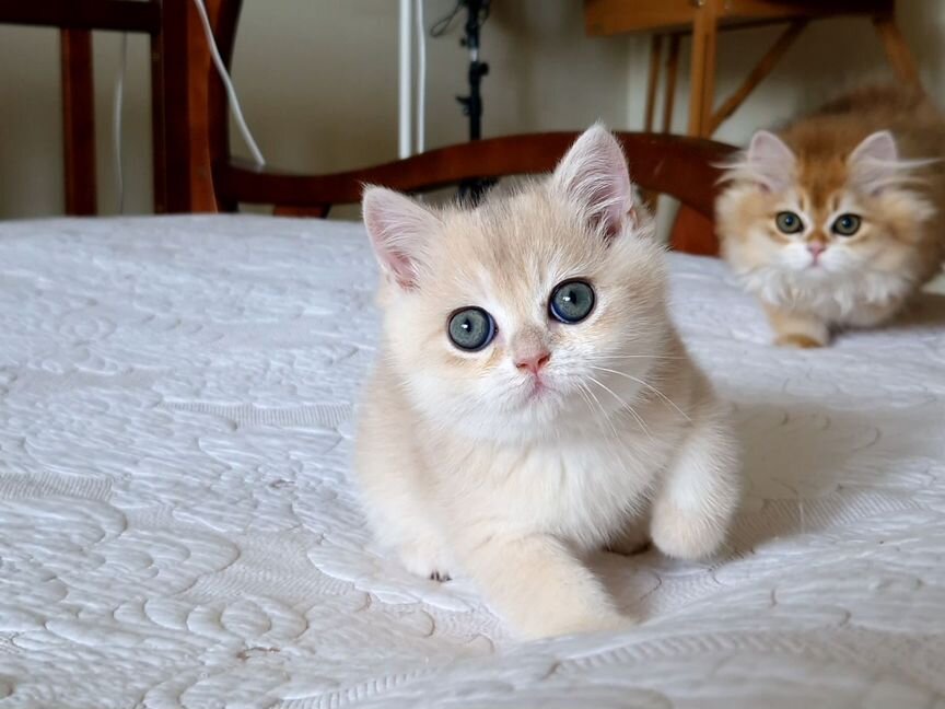 Котик шиншилла голубое золото