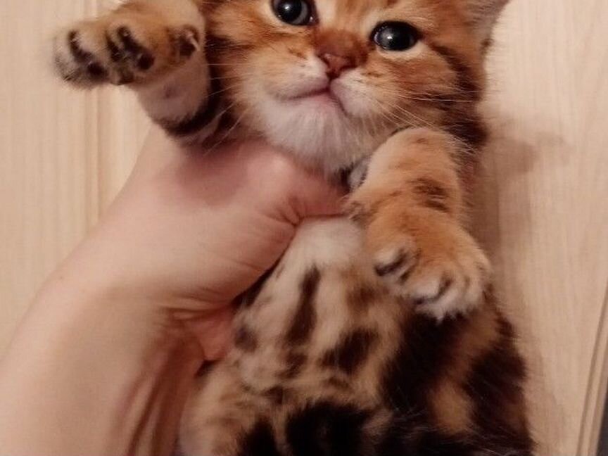 Шотландские золотые плюшки