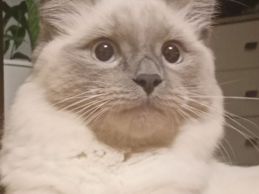 Невский маскарадный кот