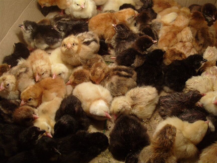 Цыплята петушки Куры