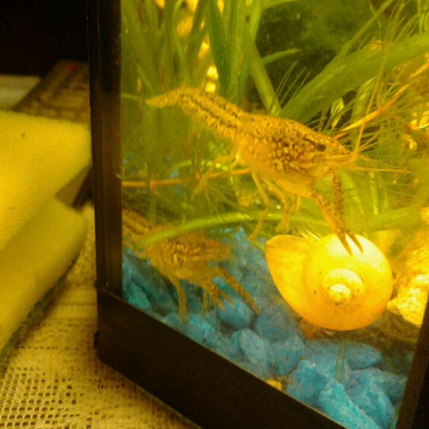 Аквариумный рак