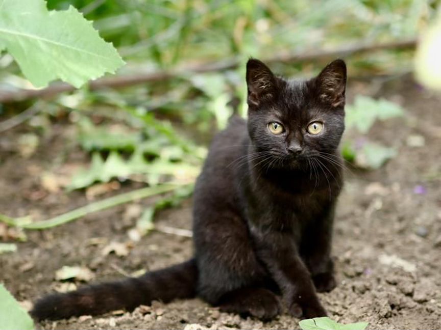 Отдам в добрые руки кошечку