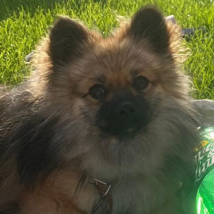 Померанский шпиц медвежьего типа