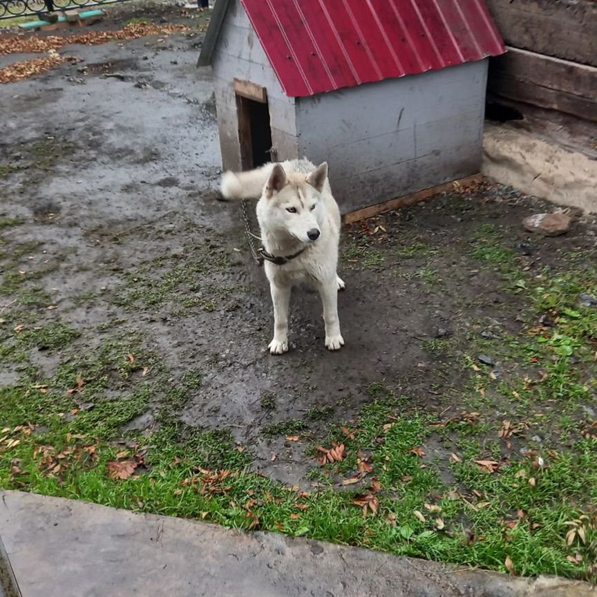 Продам хаски