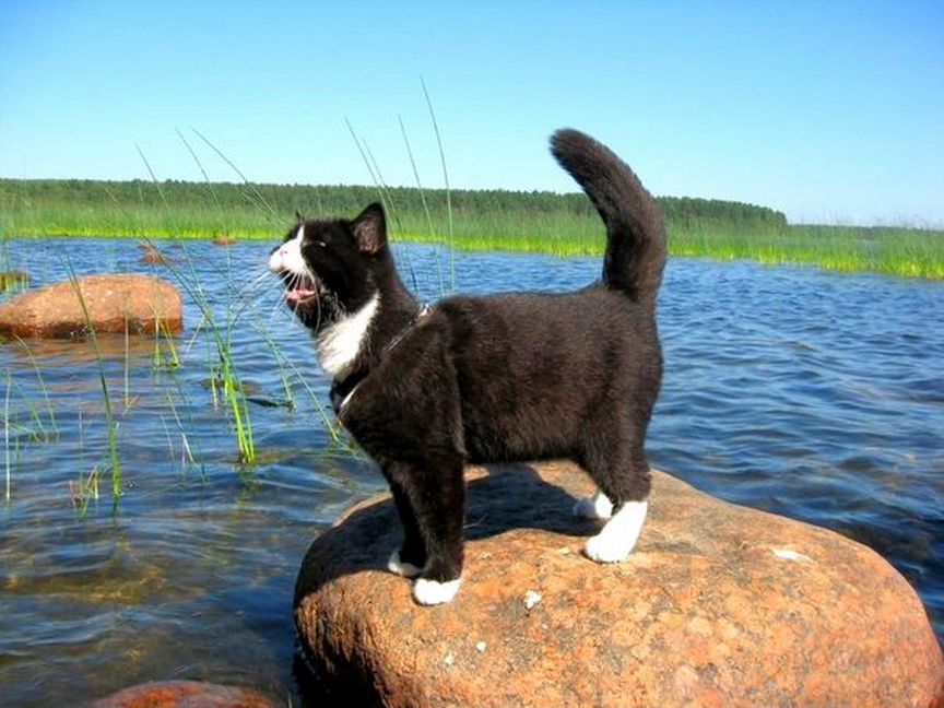 Котя молодая кошка Отдаётся
