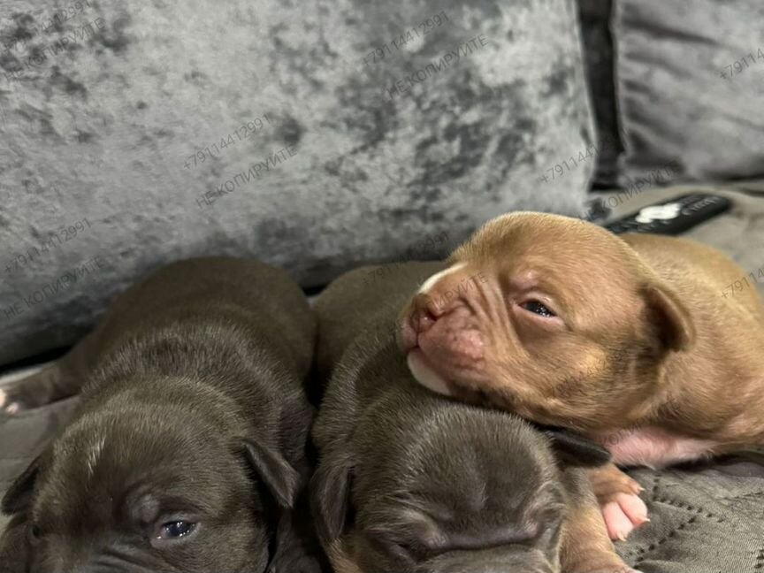 Американский булли покет стандарт