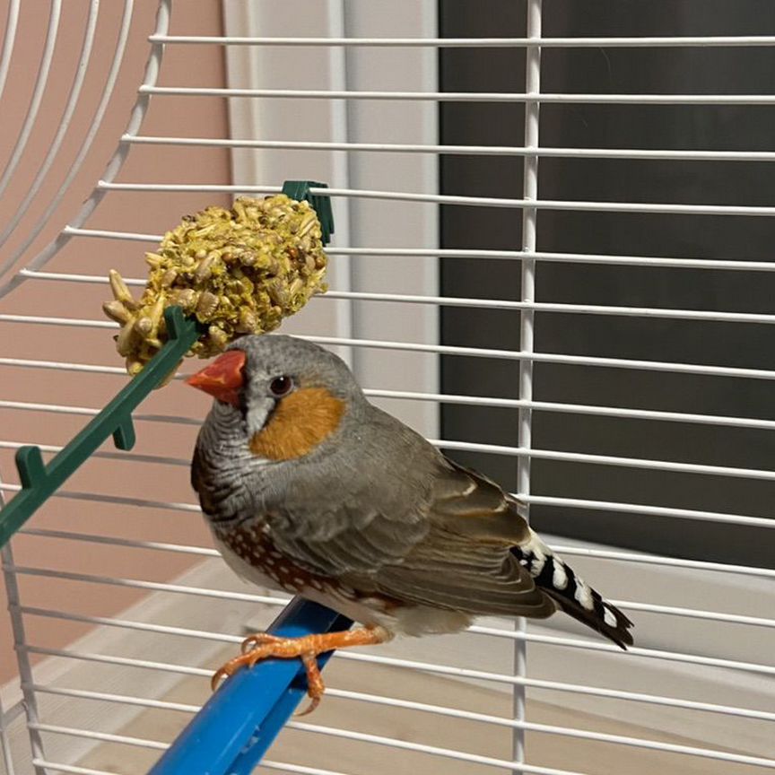 Амадина самец