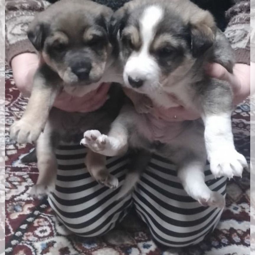 Щенки
