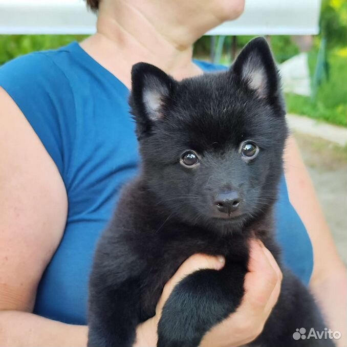 Схипперке шиперке щенки