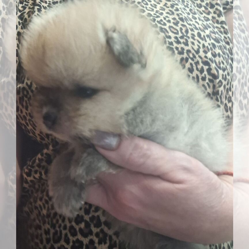 Немецкий шпиц, щенок