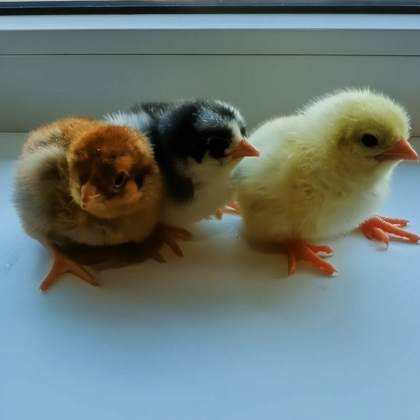 Цыплята домашние