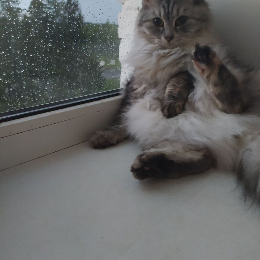 Кошка очень красивая