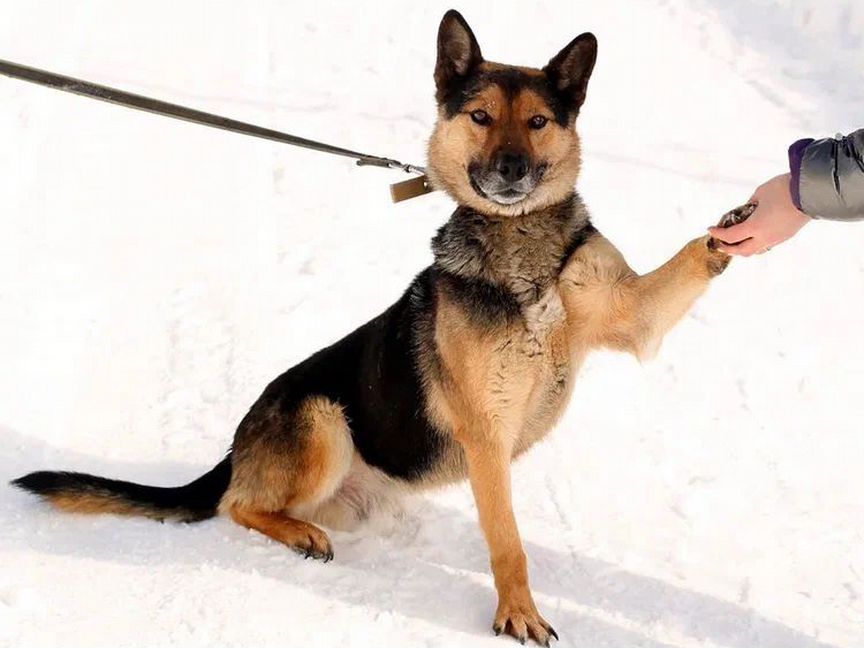 Собака