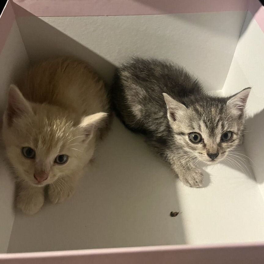 Отдадим котят в добрые руки