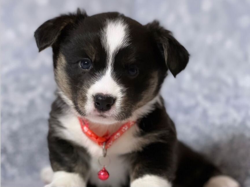 Вельш корги кардиган щенки