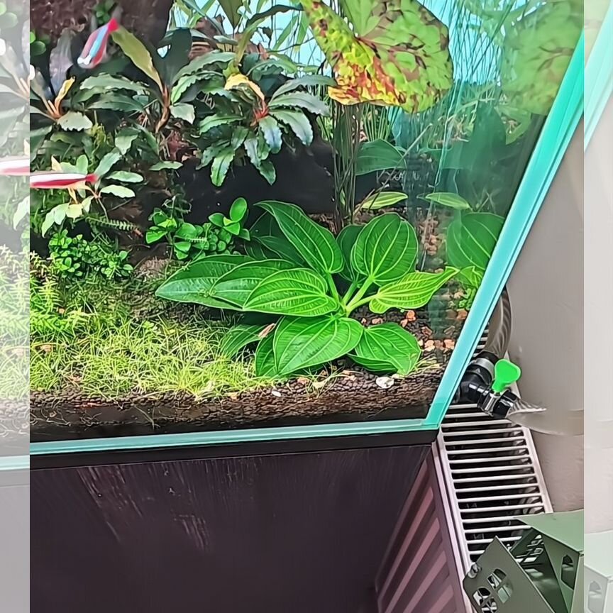 Эхинодорус Сатурн Игуасу 2009