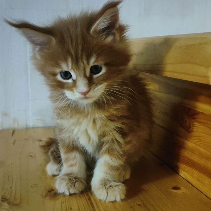 Мейн-кун котёнок