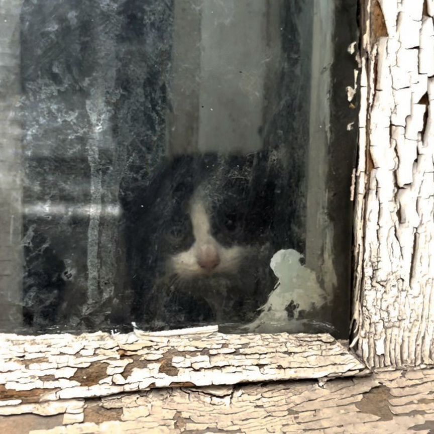 Котёнок, мальчик, 2месяца