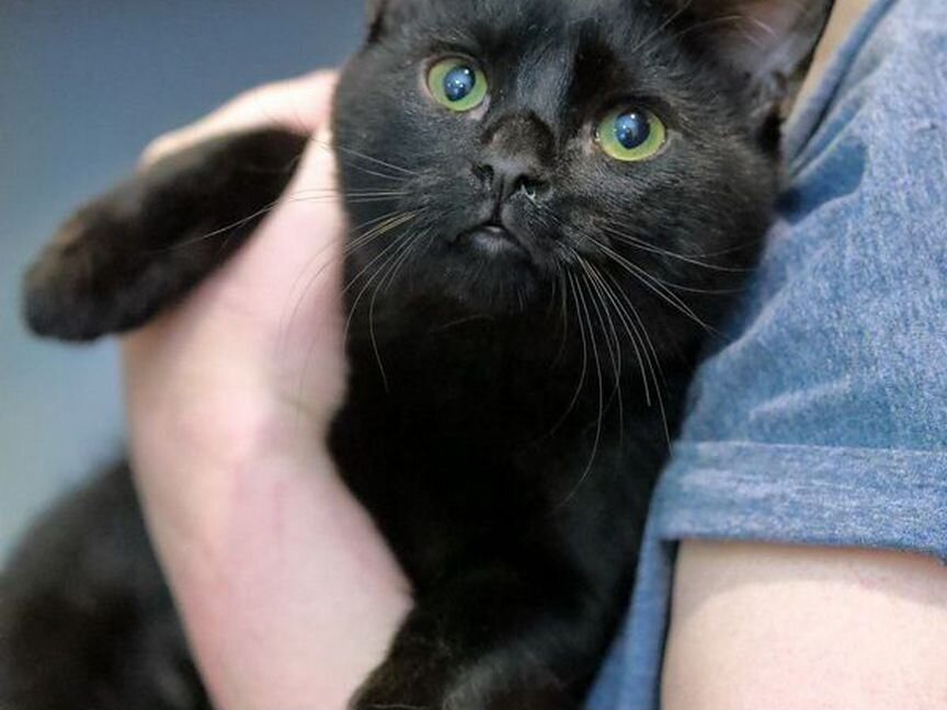 Братья котята - черныши