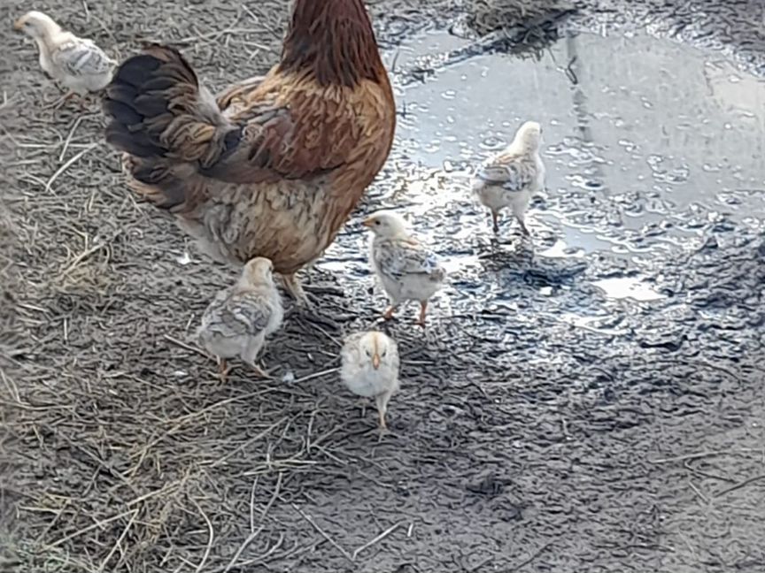 Продаются цыплята