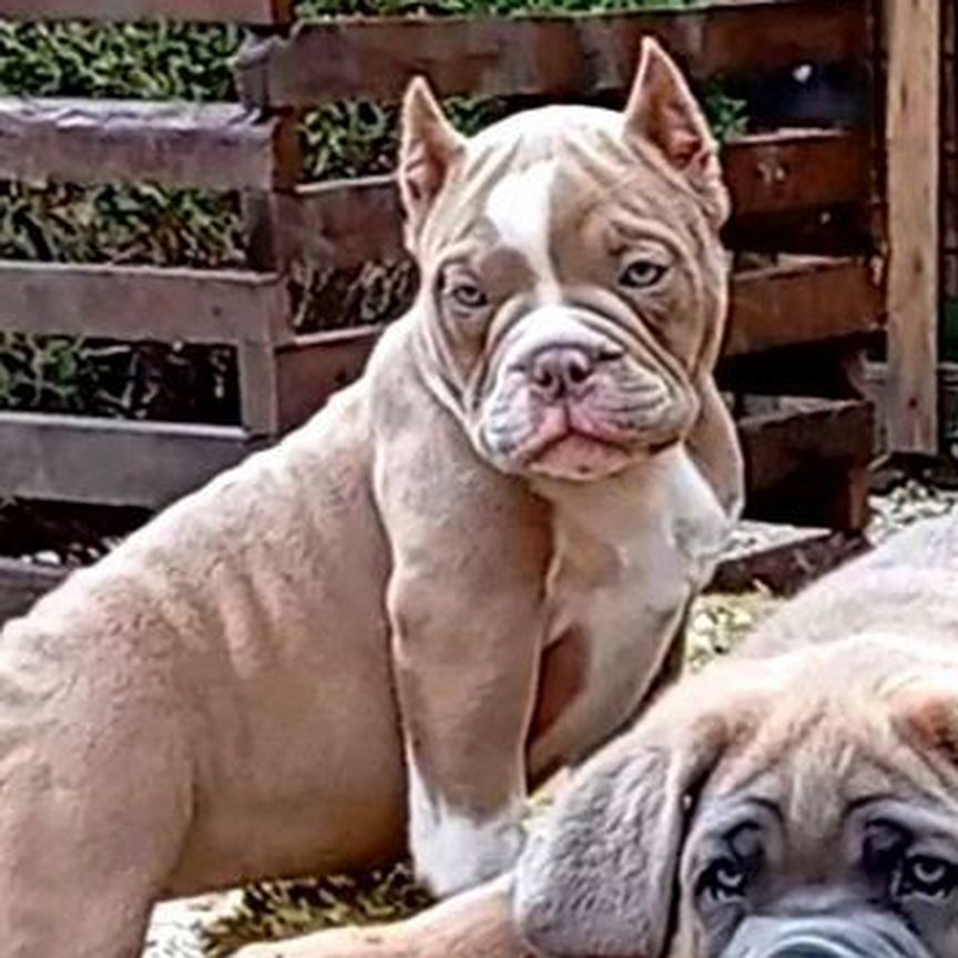 Американский булли покет