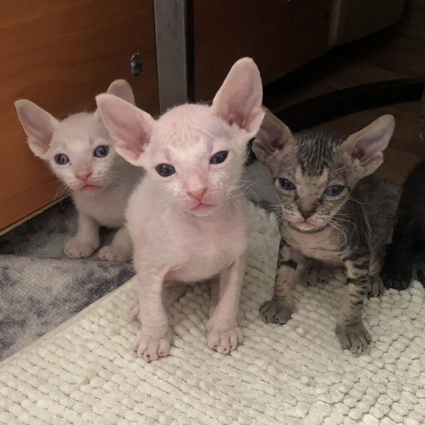 Котята сфинксы