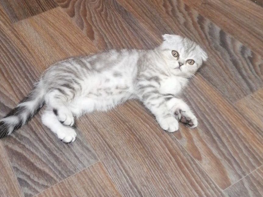 Британские вислоухие котята