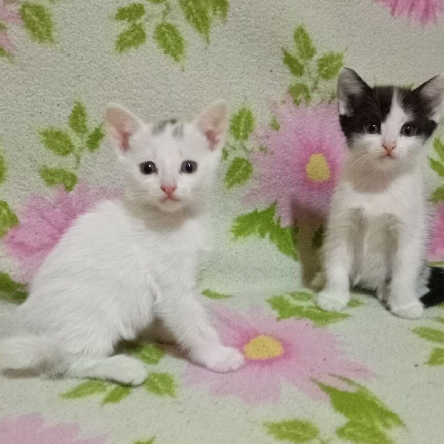 Котята мышеловы