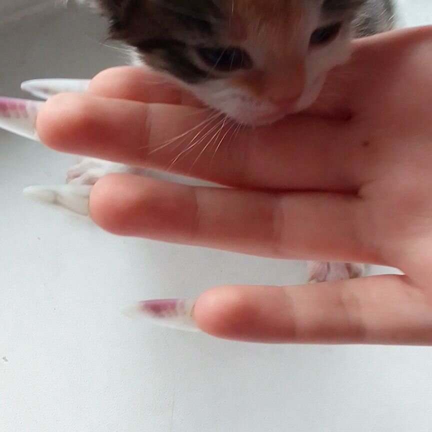 Котята бесплатно