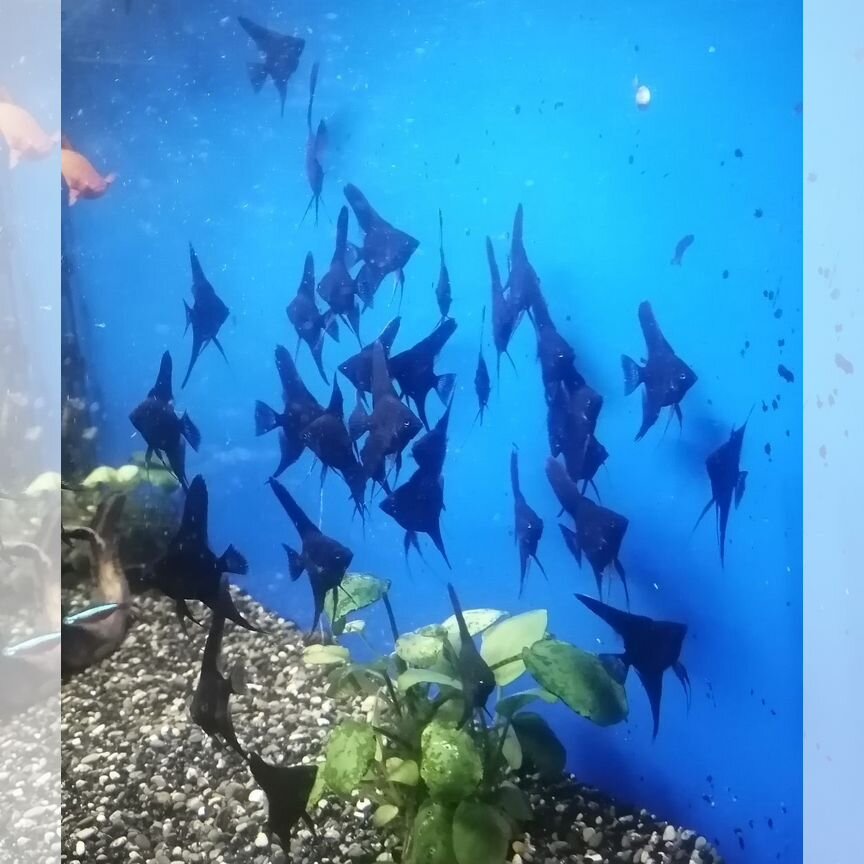 Скалярия чёрный бархат