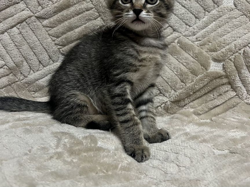 Маленькая тигрица ищет дом)